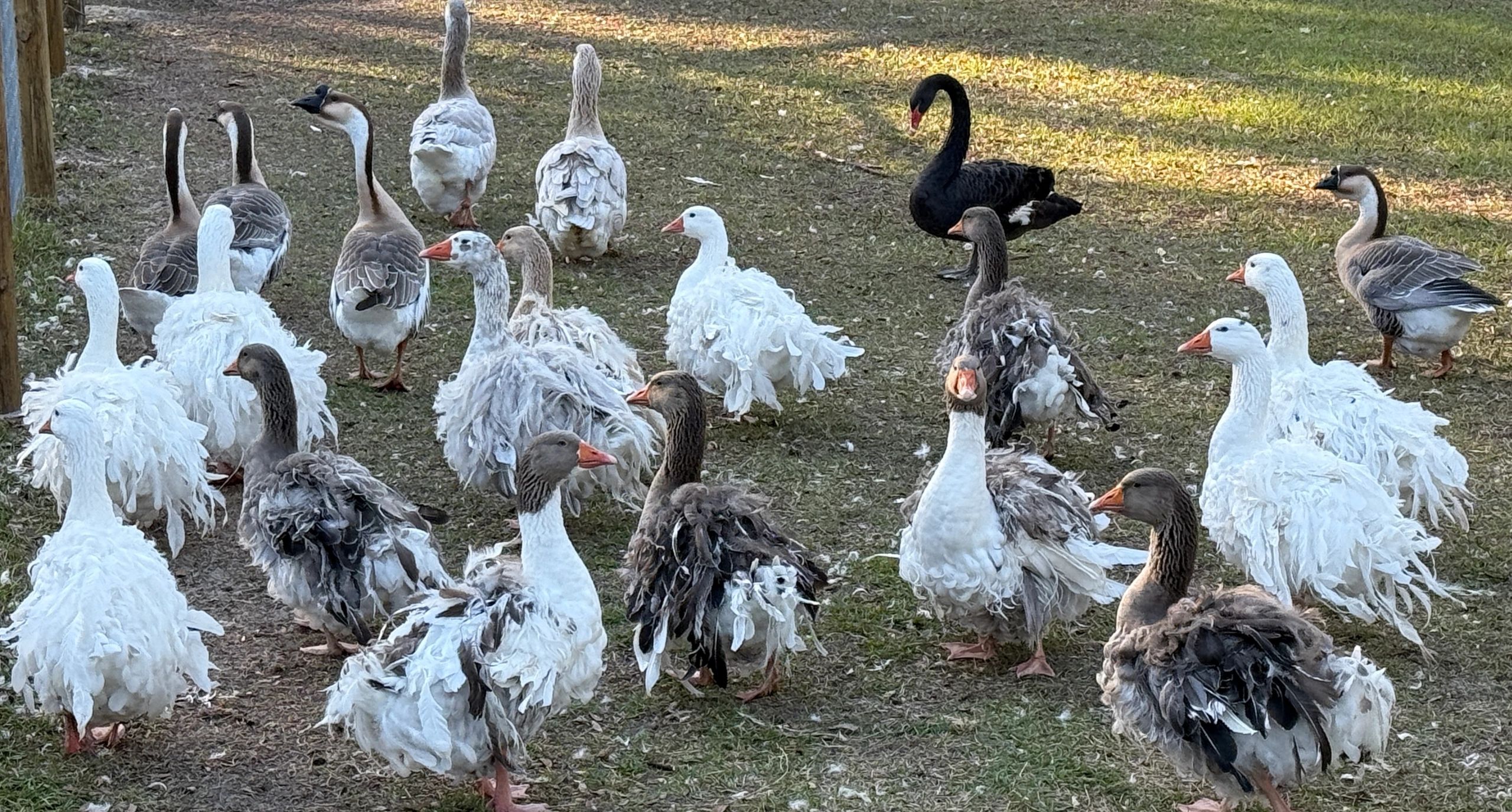 Sebastopol Geese Eggs for Sale | Fresh & Healthy Options