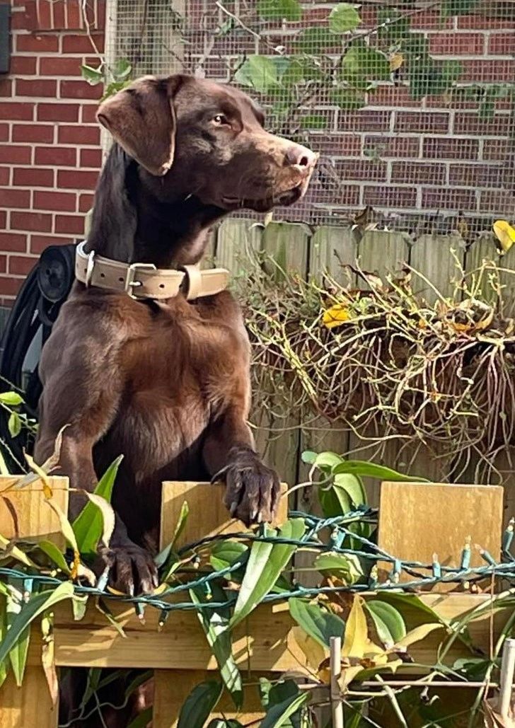 Professional Dog Training Services