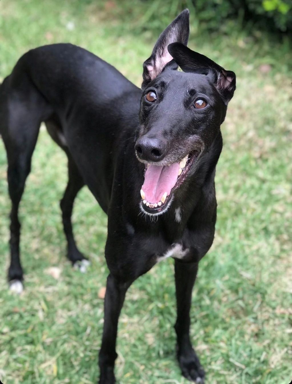 Love A Greyhound Inc | Love A Greyhound Inc