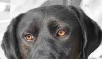 Southern Service Dogs Inc. - Dog Trainer
