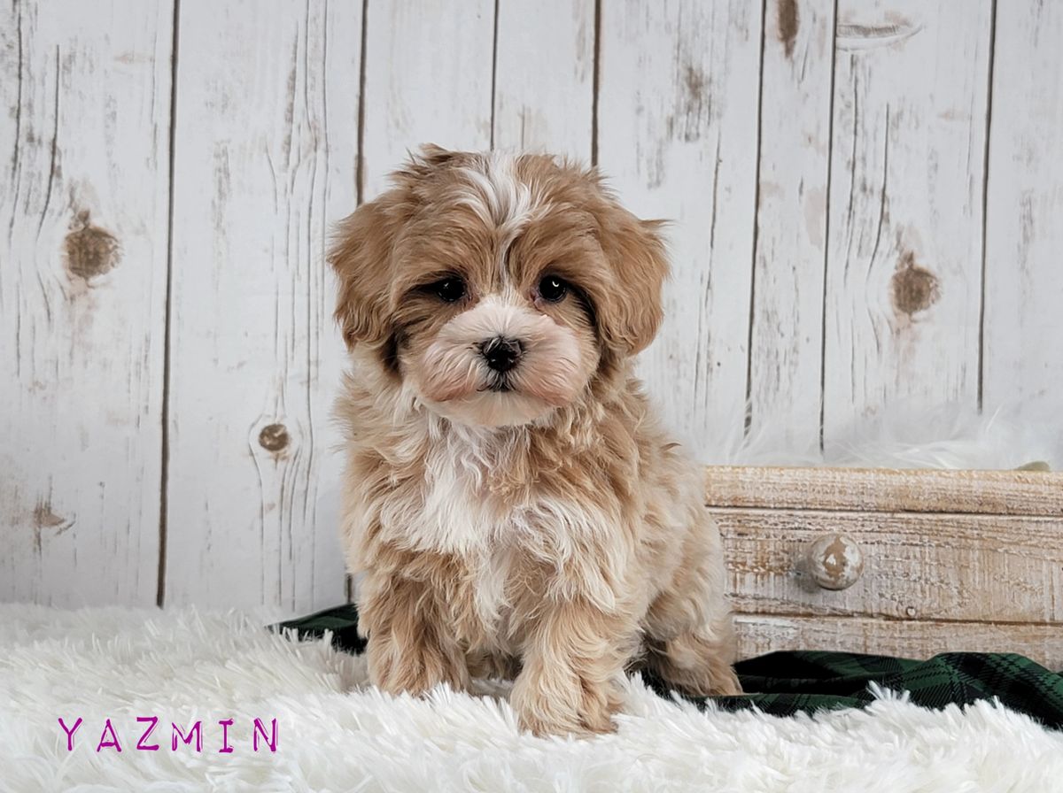 MALTIPOO