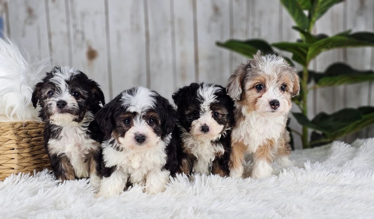 MINI AUSSIE DOODLE