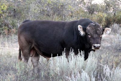 Fullblood Sires | J Bar Braunvieh