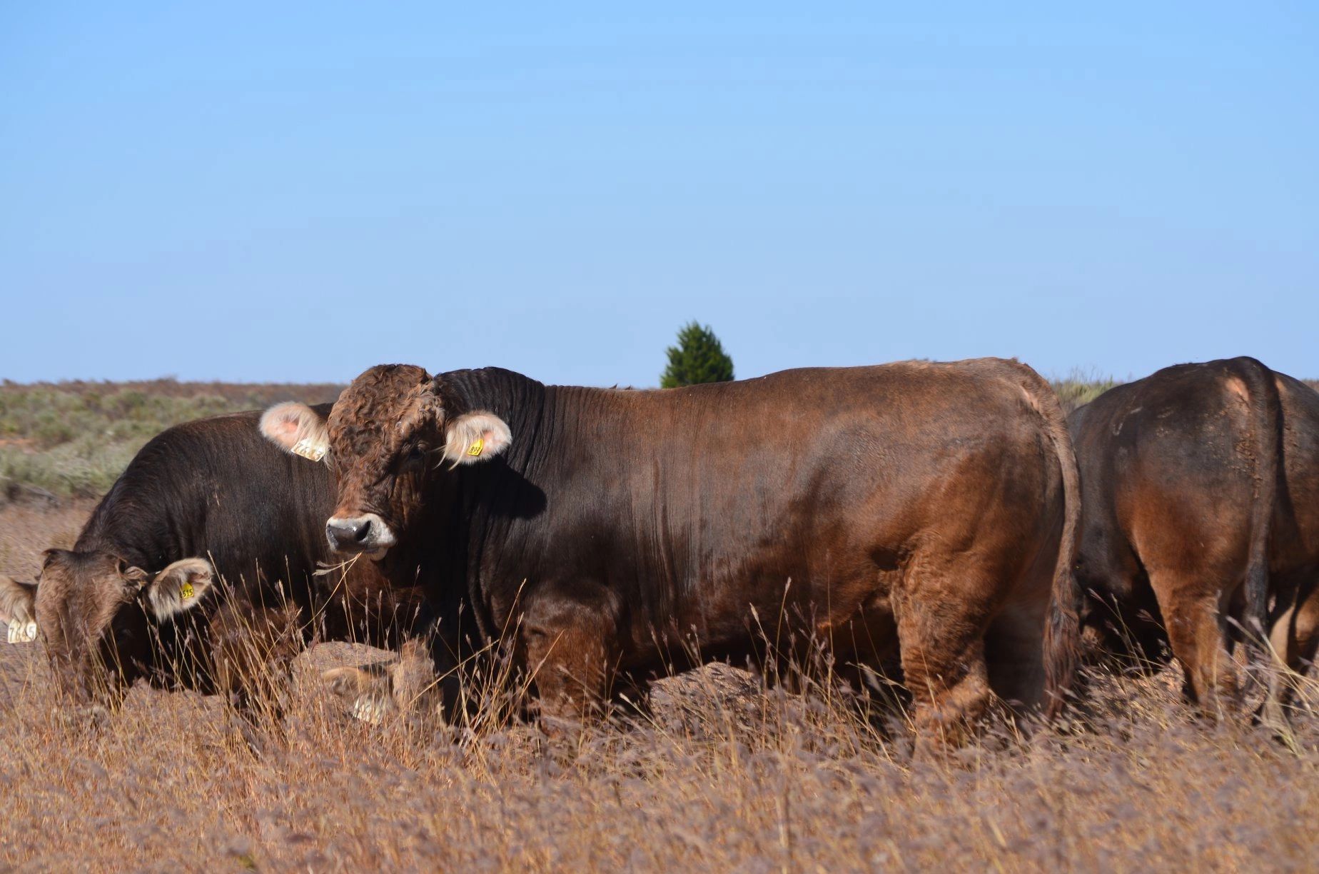 Percentage Sires | J Bar Braunvieh