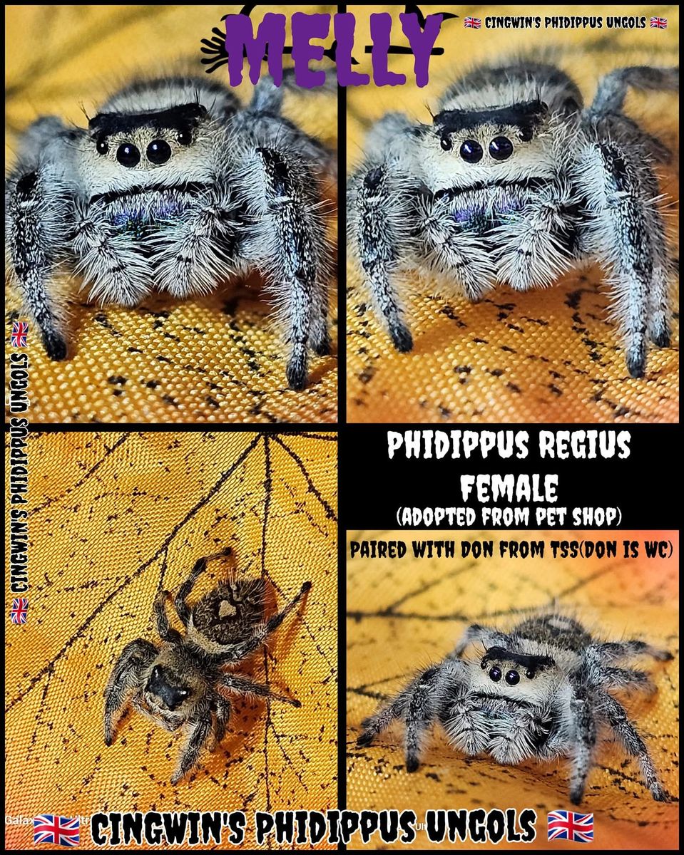 Unsexed spiderling from mama Melly