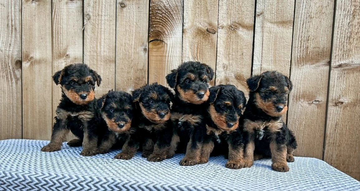 Cumbria Airedale Terriers