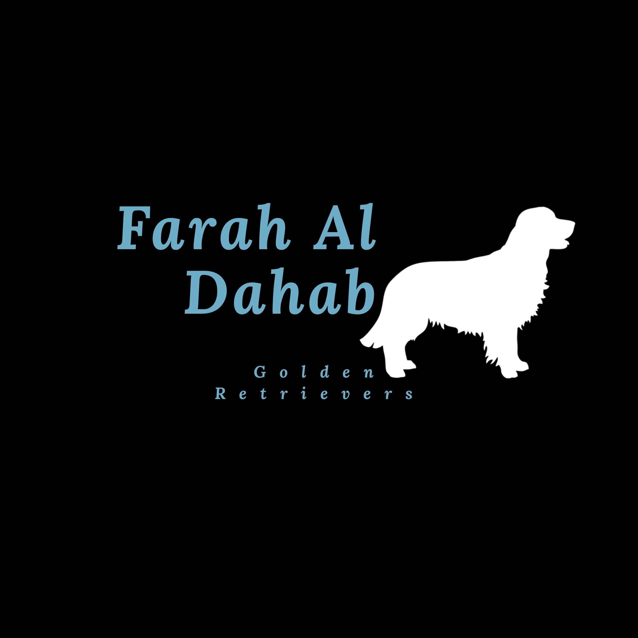 Our Dogs | Farah al Dahab Golden Retrievers