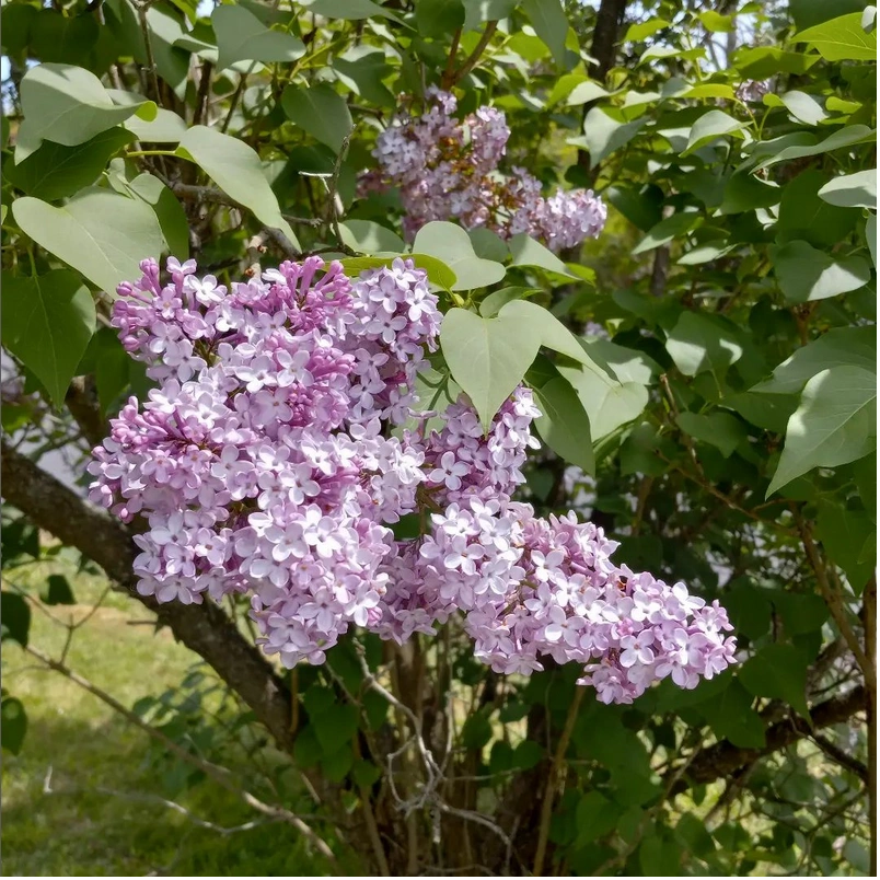 Lilac: Queen of Shrubs