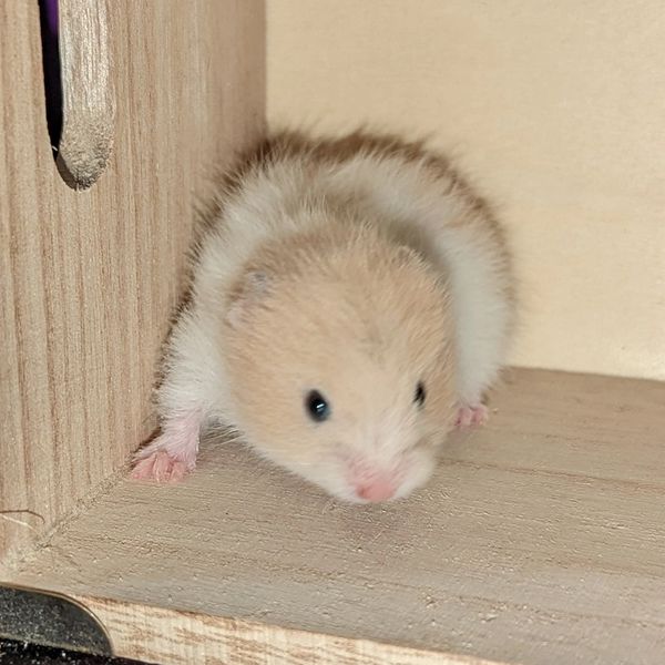 Syrian Hamsters