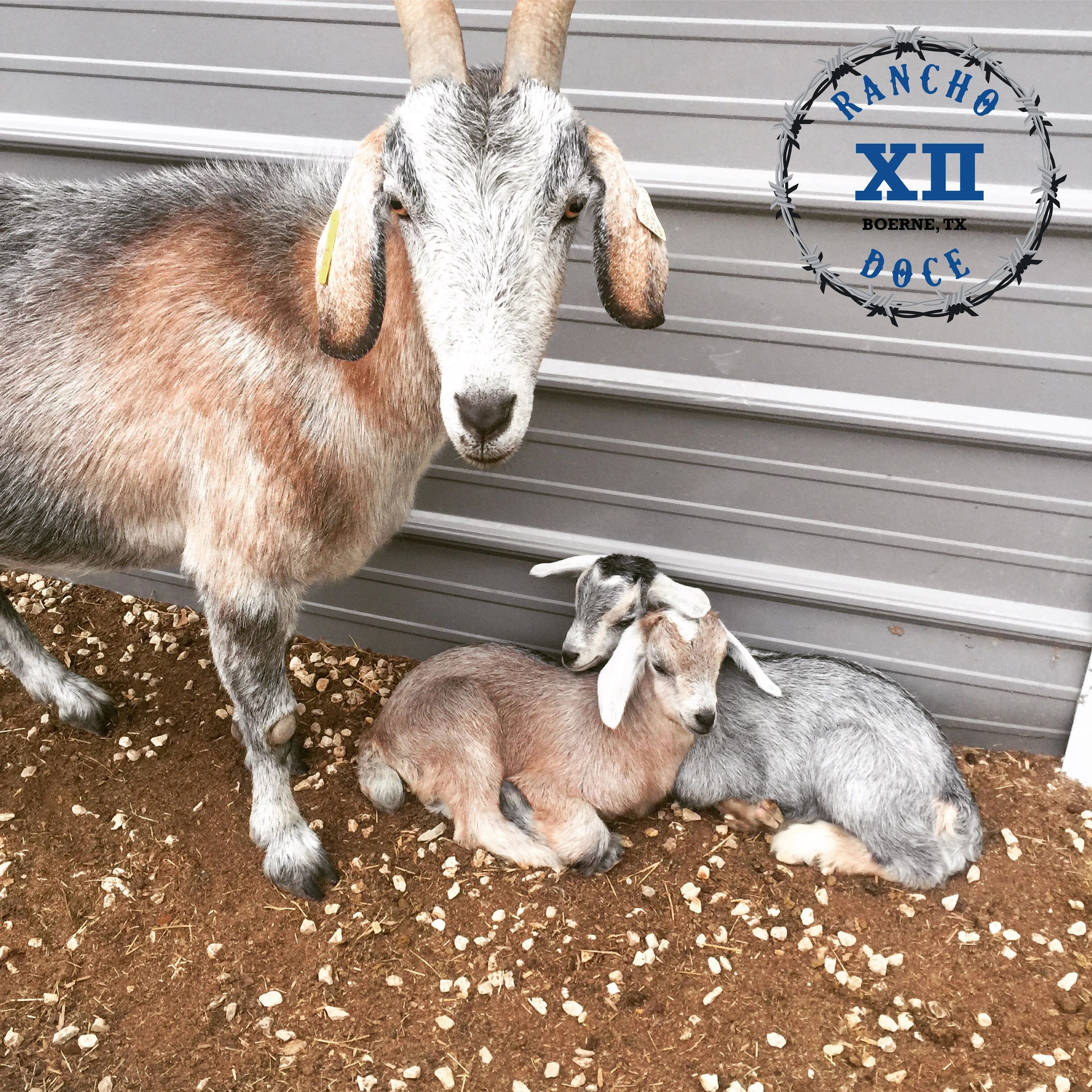 Rancho Doce - Exotic Goats, Exotic Goats, Spanish Goats, Goat