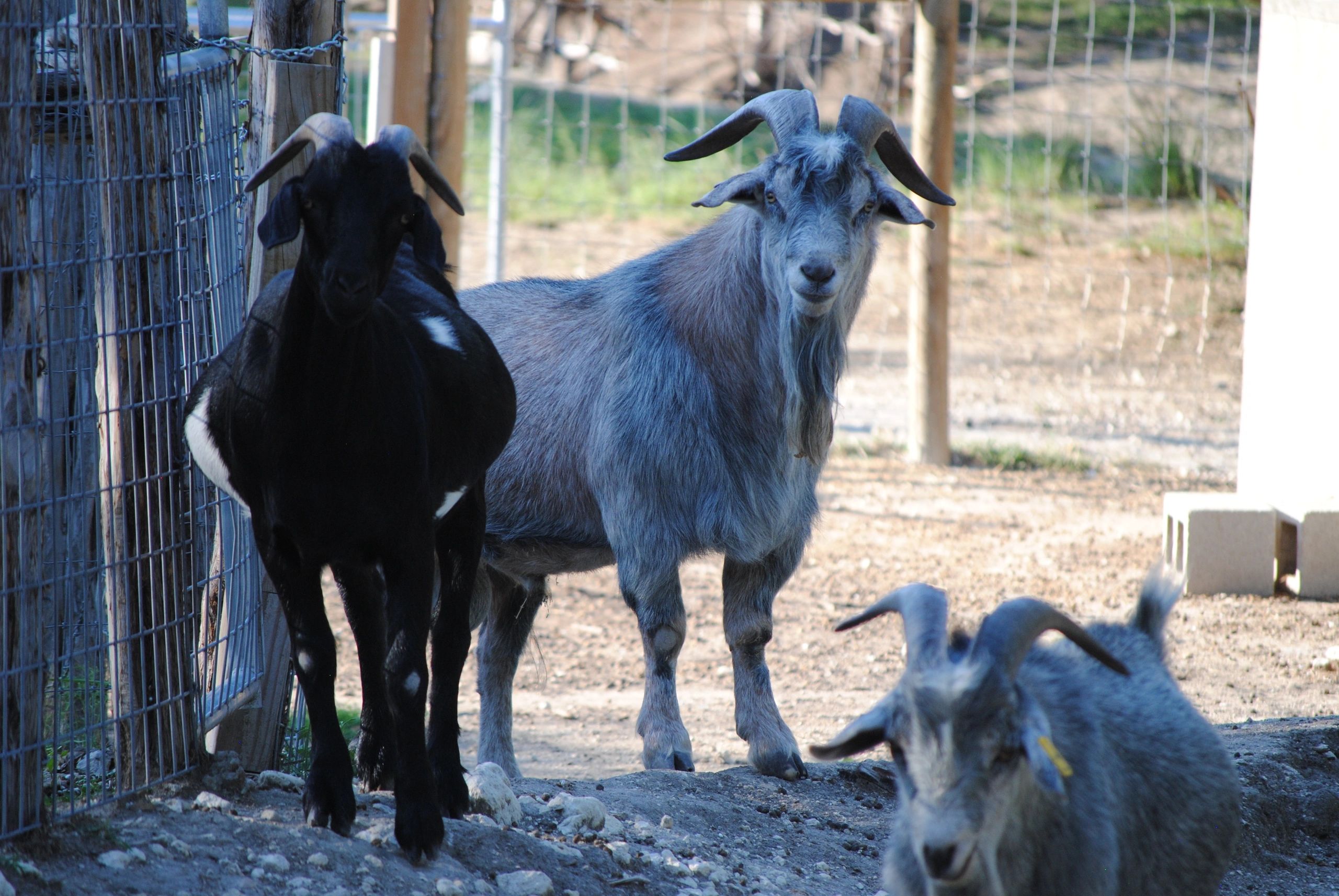 Rancho Doce - Spanish Goats, Goat, Meat Goats