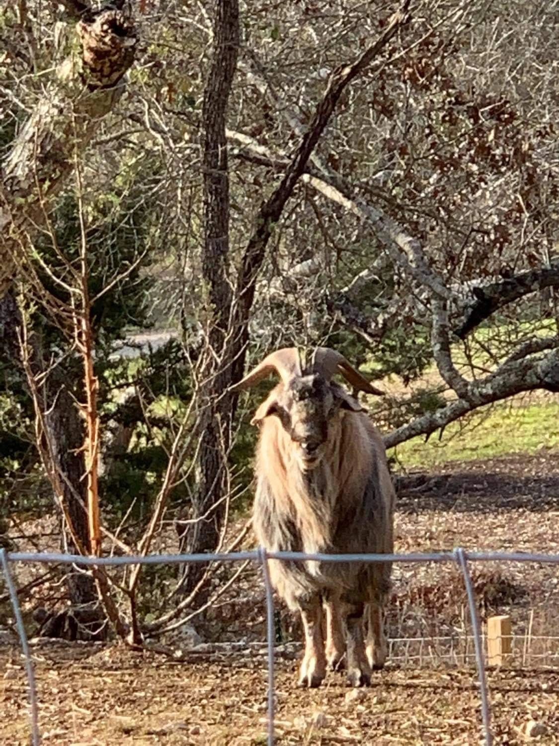 Spanish Goats | Rancho Doce