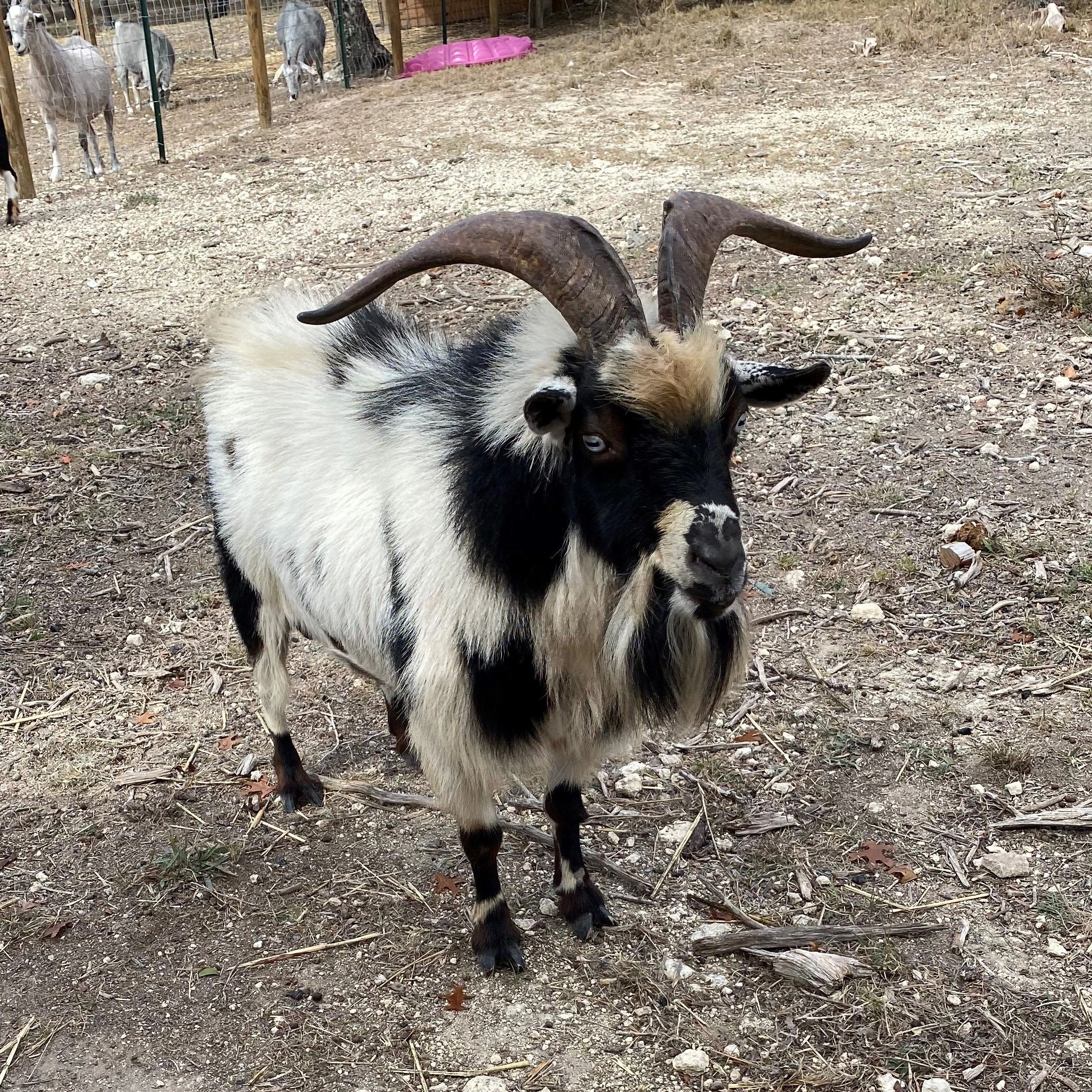 Mini Goats for Sale - Rancho Doce