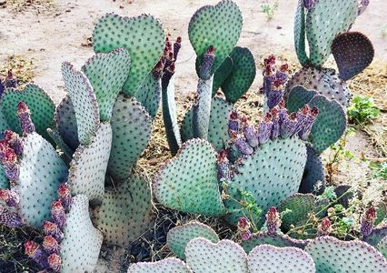 RV Park - Sierra Vista RV Park of Casa Grande