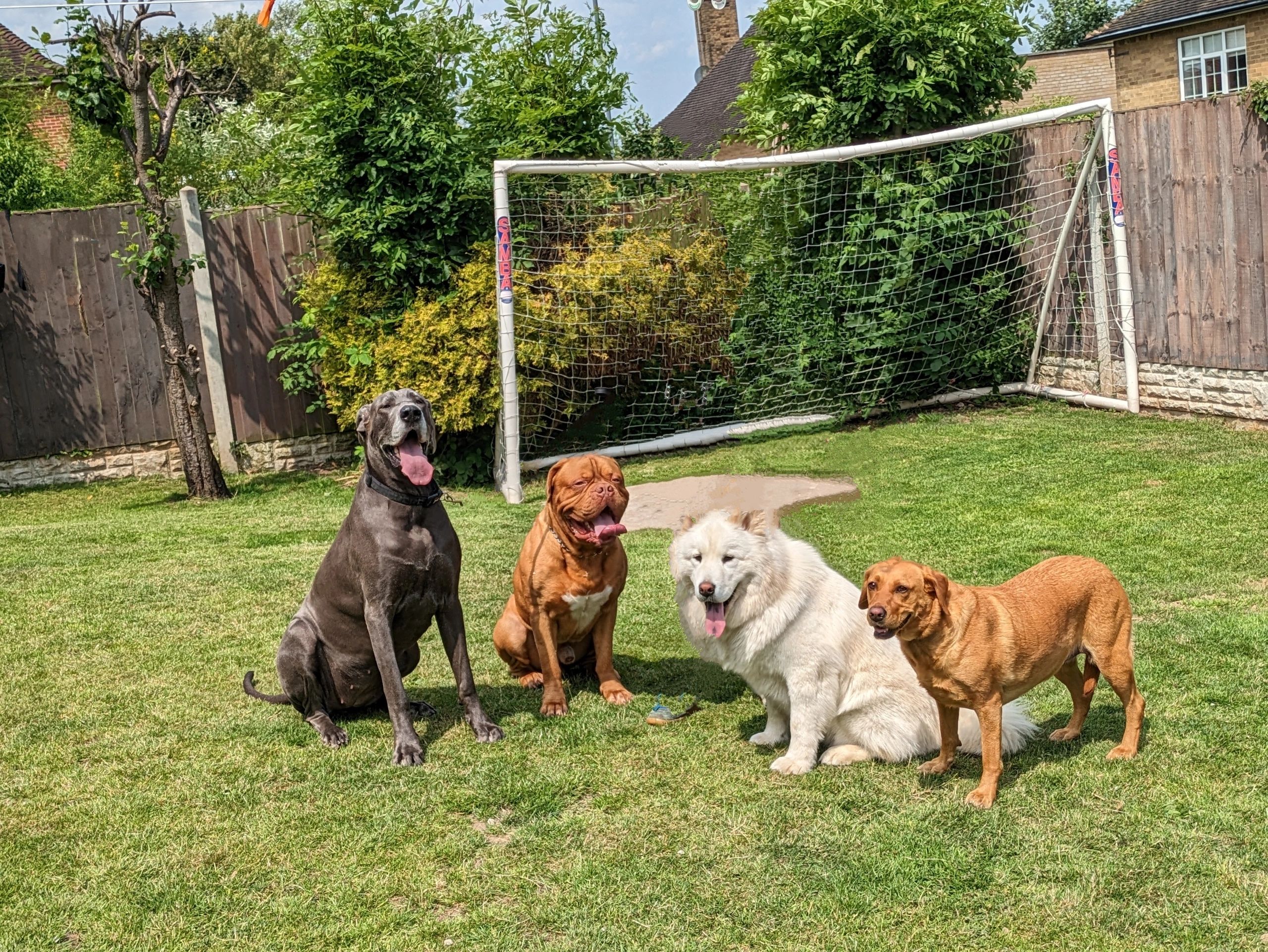 prettypawsparlour.com