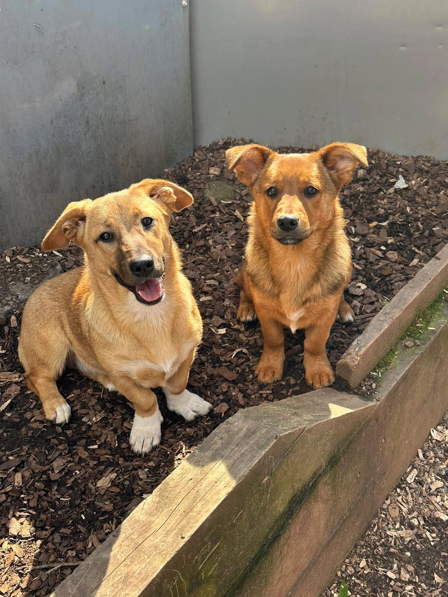 Rescue Dogs for Adoption