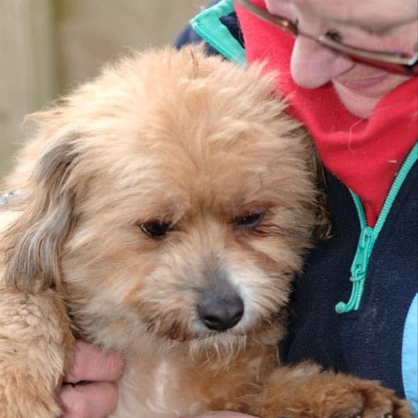 Rescue Dogs for Adoption