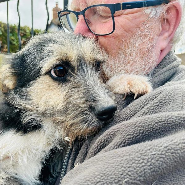 Rescue Dogs for Adoption