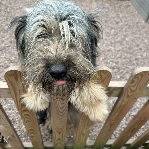 Rescue Dogs for Adoption