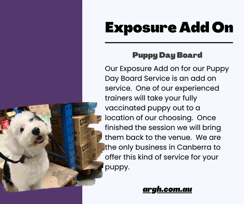 Add on Exposure - Puppy Day Board and Training
