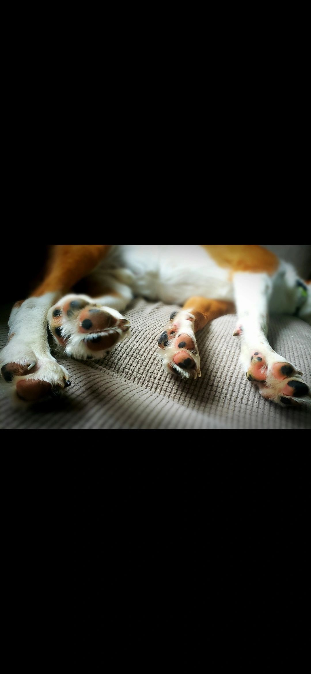 Simple Pet Care - Pet Care, Pet Services, Pet Nanny