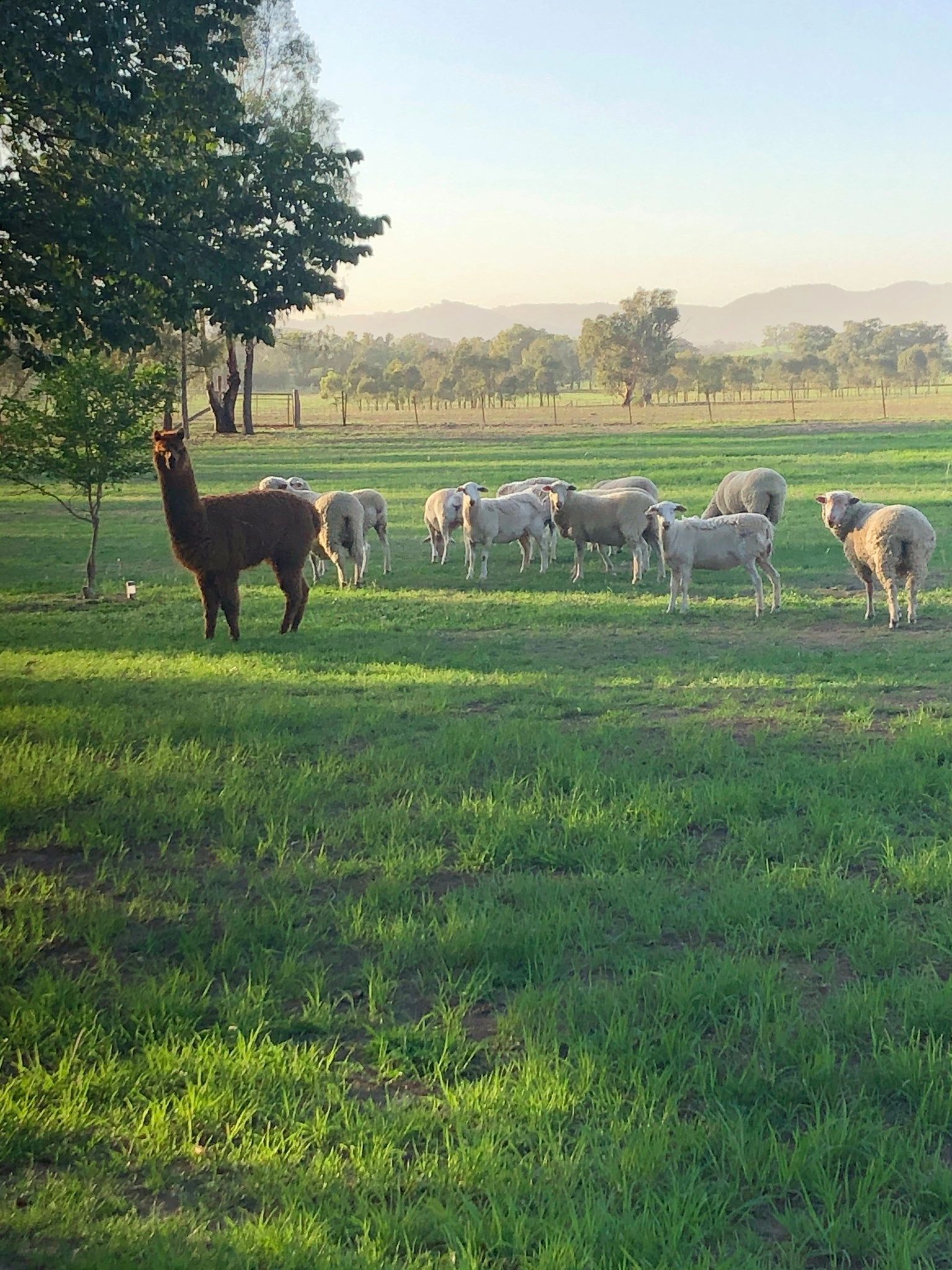 Wallinga Farmstay - Farmstay, Mudgee Accomodation