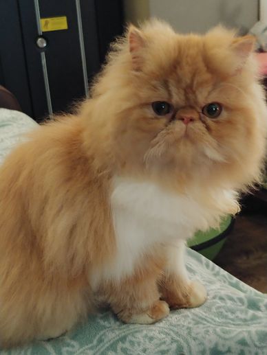 Available kittens | Smushed Face Persians