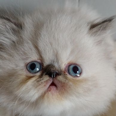 Available kittens | Smushed Face Persians