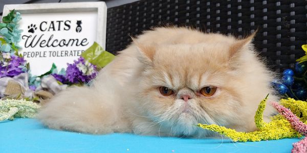 Available kittens | Smushed Face Persians