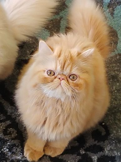Available kittens | Smushed Face Persians