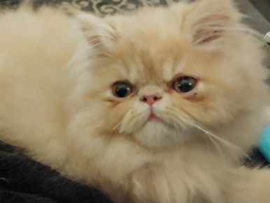 Available kittens | Smushed Face Persians