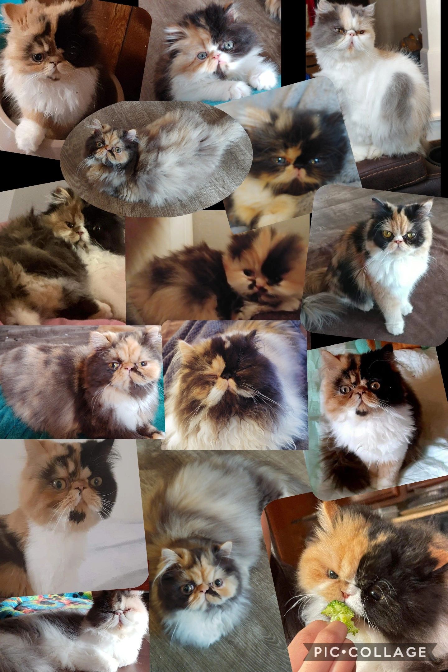 Smushed Face Persians