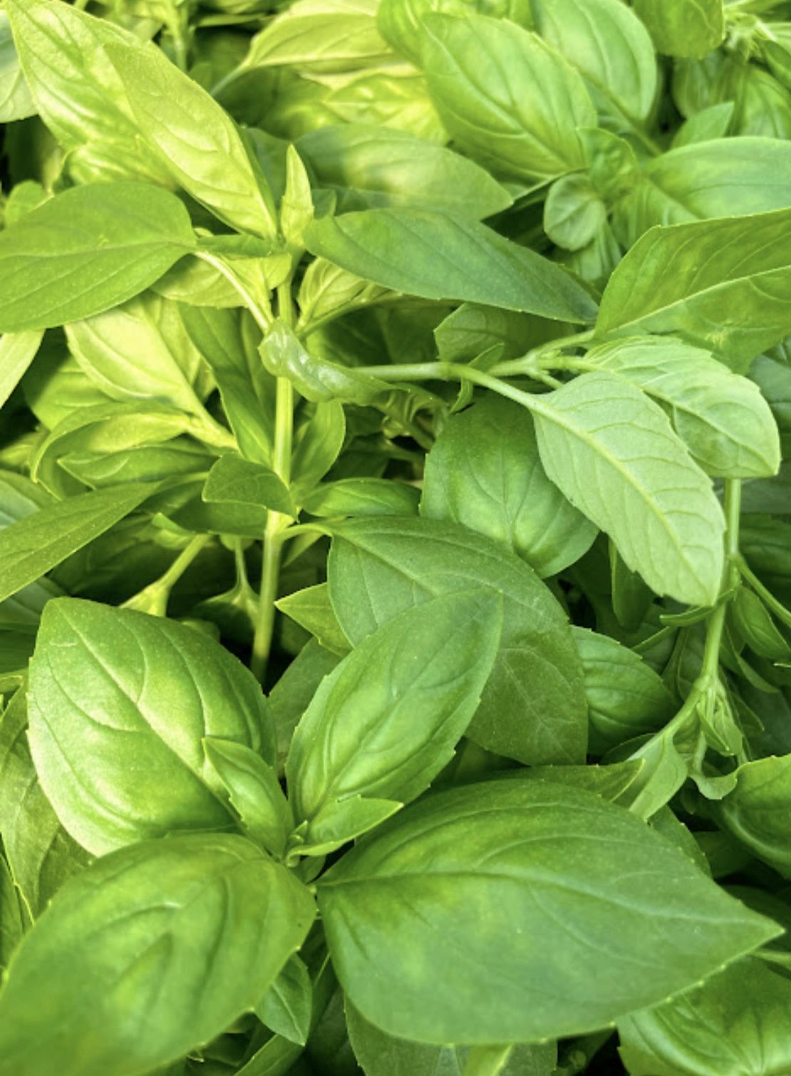 How to Grow Basil from Seed in 7 Simple Steps
