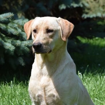 Started Dogs | High Caliber Labradors