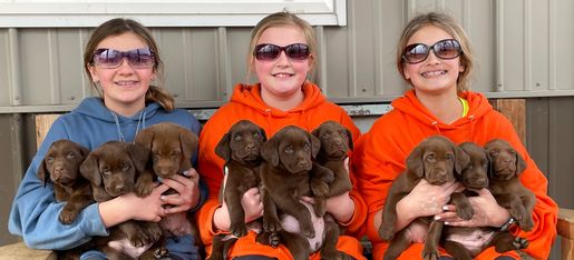 South Dakota Pointing Lab Puppies - High Caliber Labradors