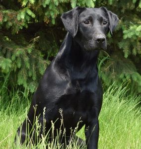 High Caliber Labradors - Pointing Lab Puppies, Black Yellow Chocolate ...