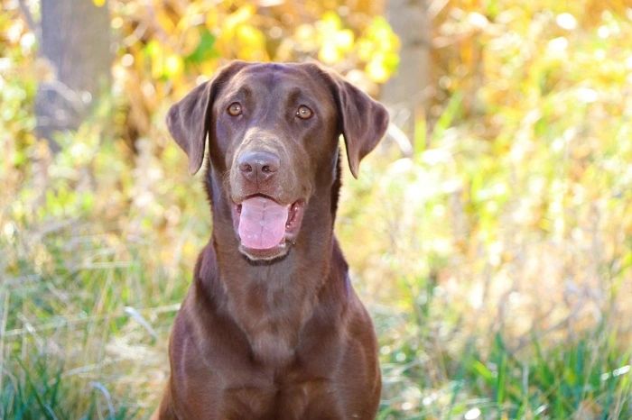 American Chocolate Lab