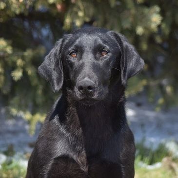 Started Dogs | High Caliber Labradors