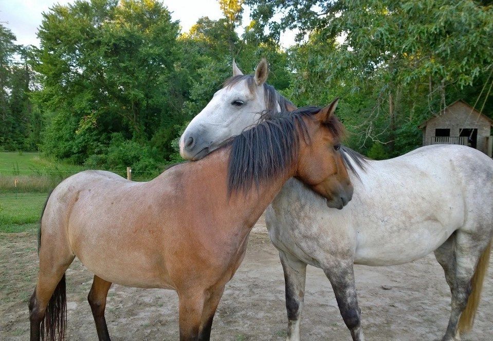 Touch of Grey Animal Sanctuary - Compassionate Care