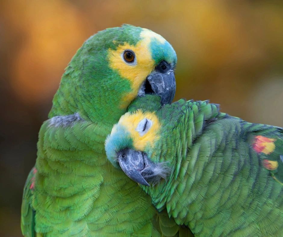 Birds & Reptiles Plus