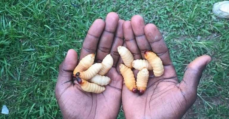 Nutritional Facts And Health Benefits Of Edible Palm Weevil Larva