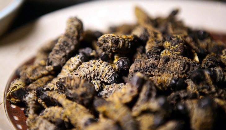 Africa: All the buzz about edible insects