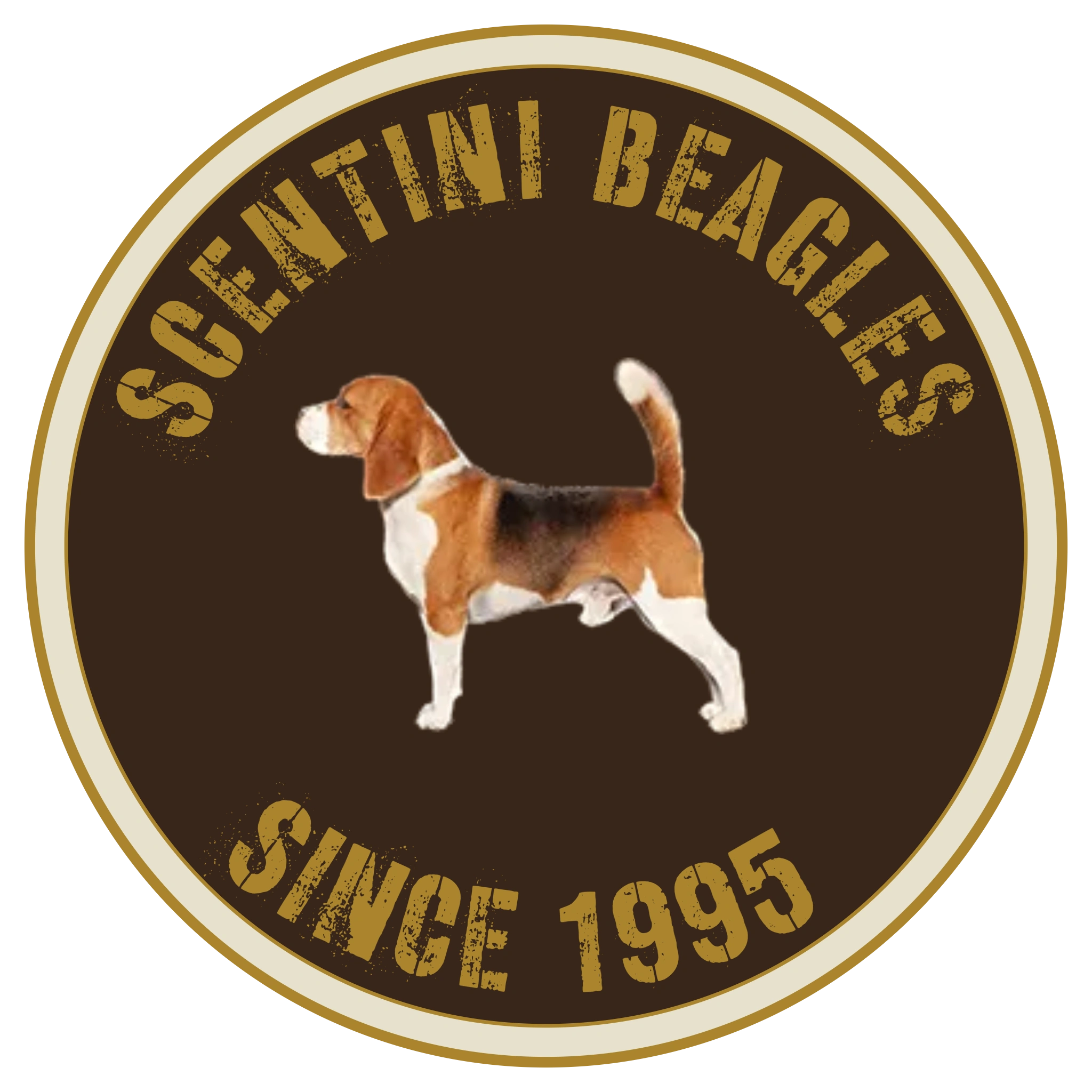 Scentini Beagles Beagle Breeeders In Illinois Breeding Beagles