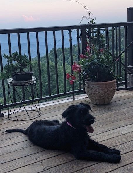 Non-Profit Organization - Schnauzer Rescue of the Carolinas