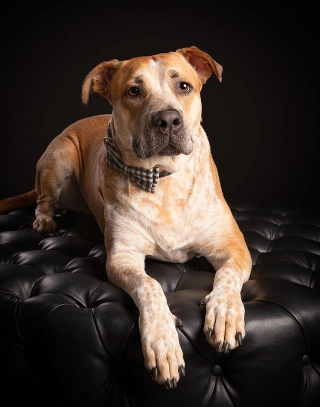 Come Sit Stay: Extended stay & Dog Training