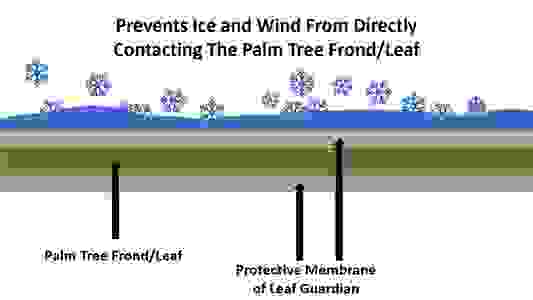 Palm Tree Protection Spray | How Does It Work | Leaf Guardian Spray