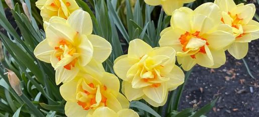 Blueberry Fields Bed And Breakfast