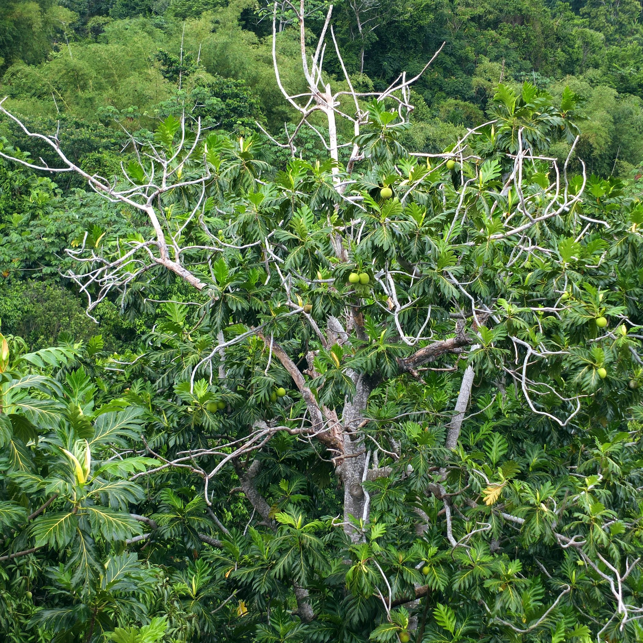 Linga Ya Farms - Breadfruit, Packaged Breadfruit
