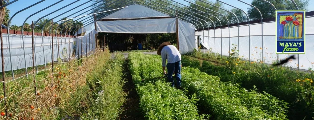 Maya's Farm
