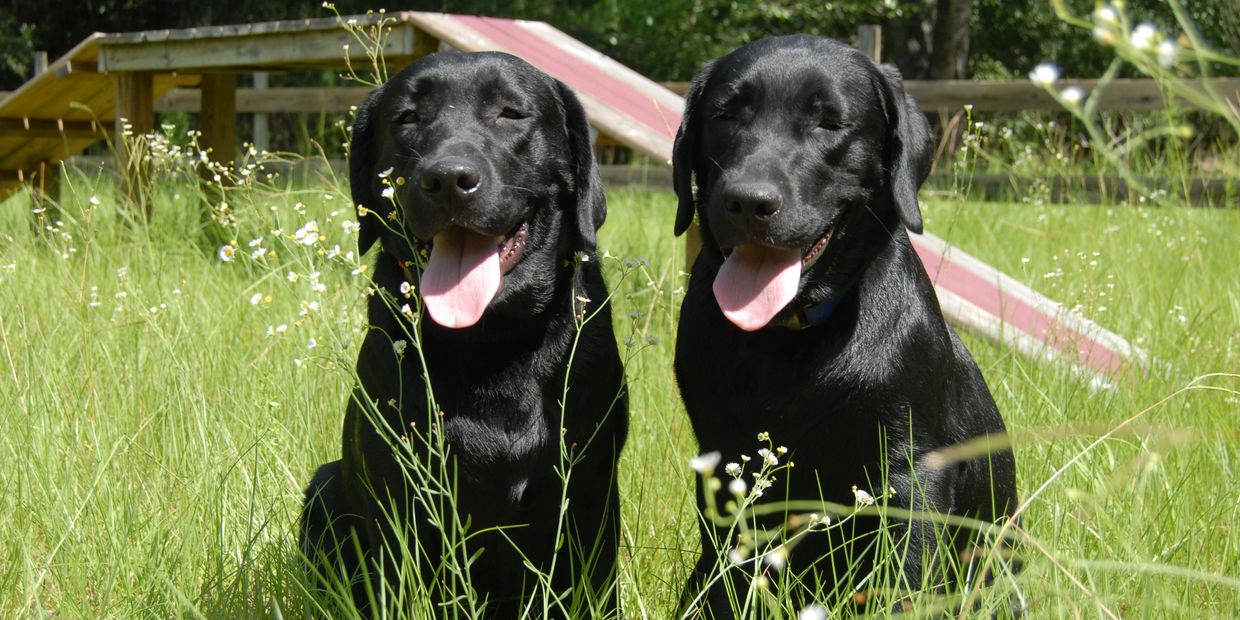 Trained labs